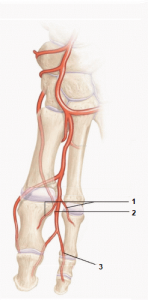 Wedge Resection Ingrown Toenail | endoscopy online